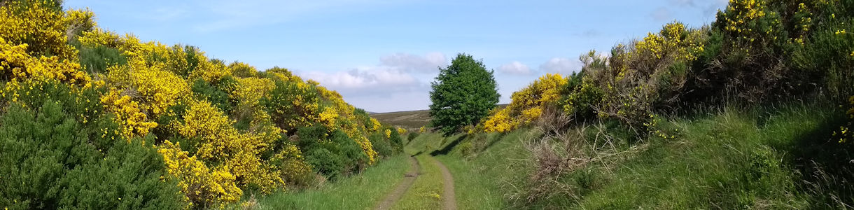Dava Way Association – One of Scotland's Great Trails